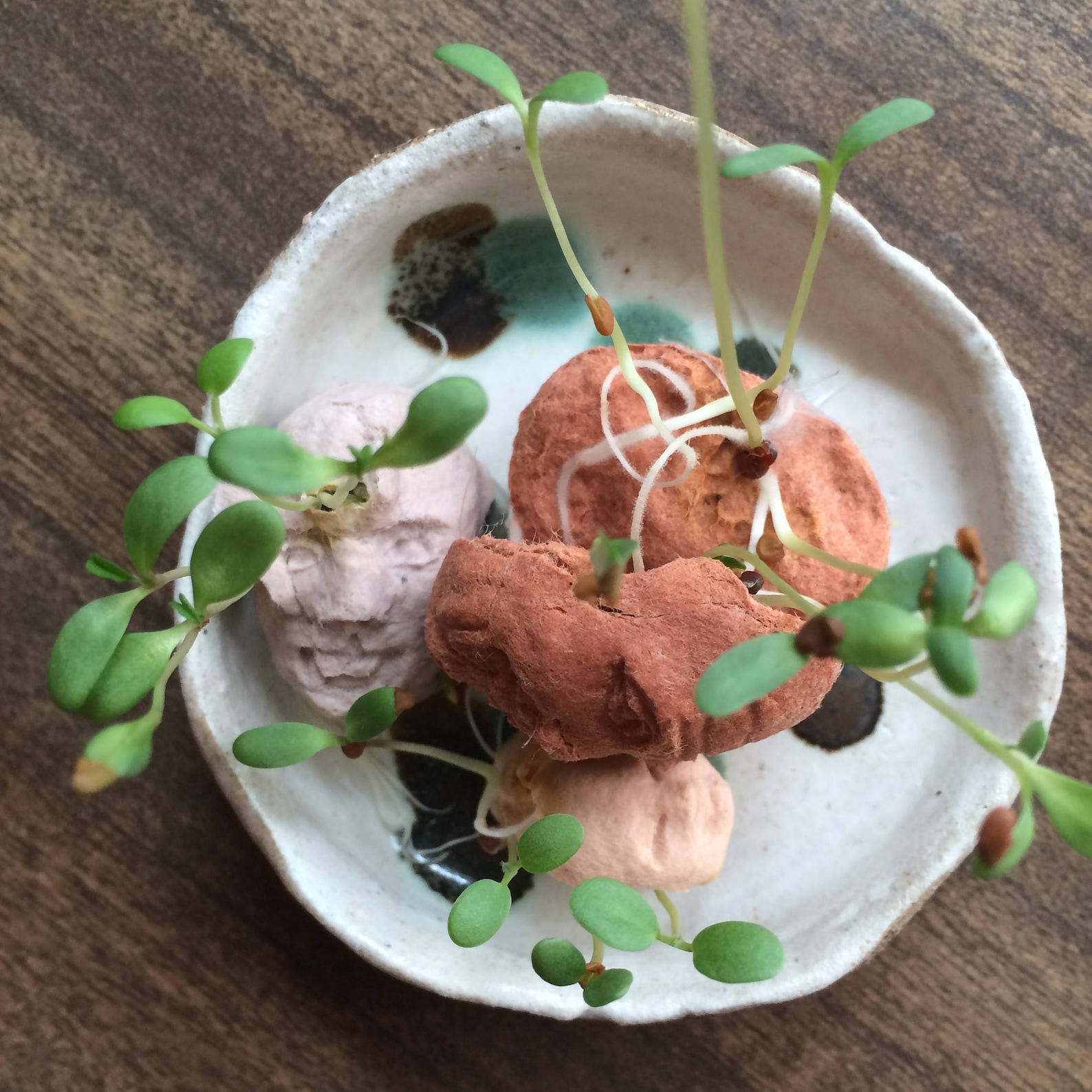 Unusual Gift 5 Sprouting Seed Faces Plantable Paper With | Etsy