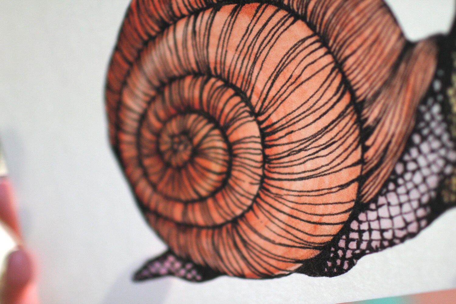 Watercolor/ink-animal-insects-snail - Etsy
