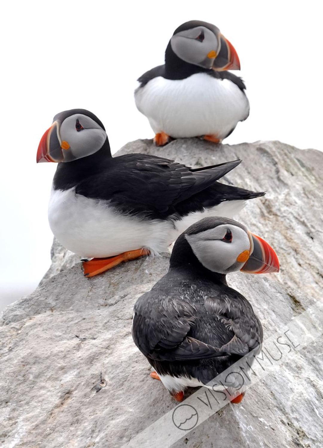 3 Puffins Atlantic Puffin Seabird Bay of Fundy Photograph (digital ...