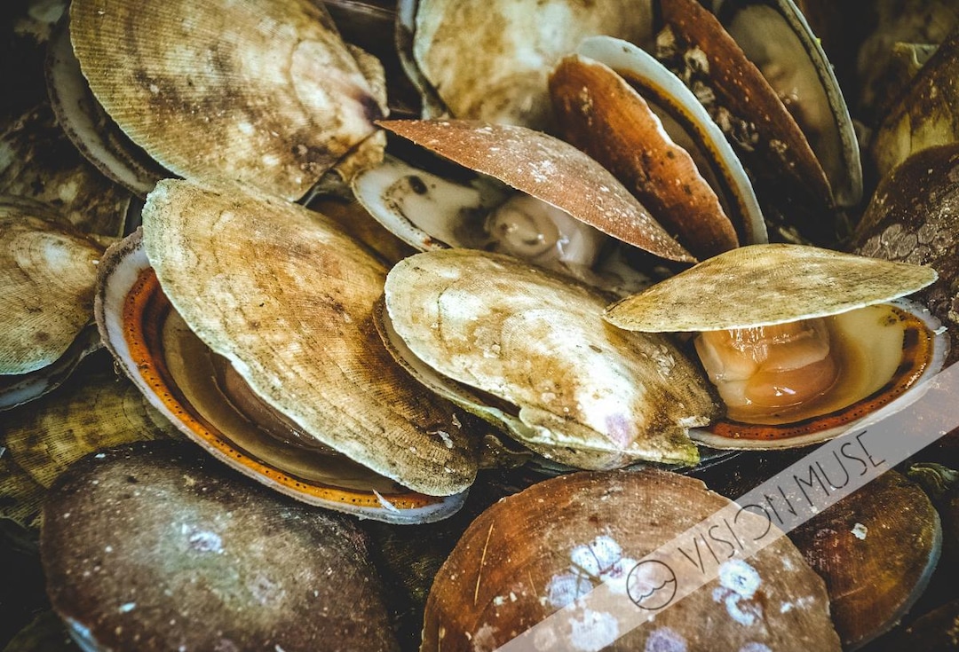 Live Fresh Scallops Seafood Ocean Sea Nautical Atlantic Canada Fishing ...