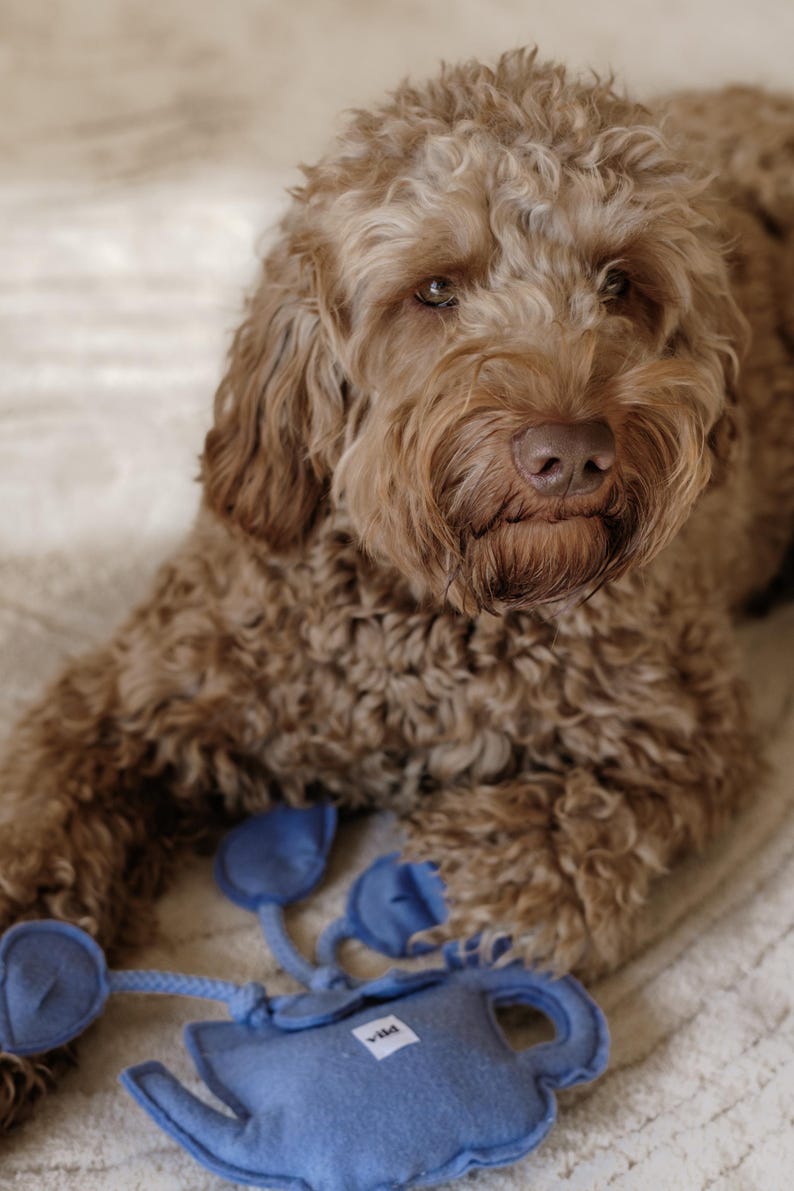 Watering Can Dog Toy - Interactive Dog Toy – Snuffle Treat Toy With ...