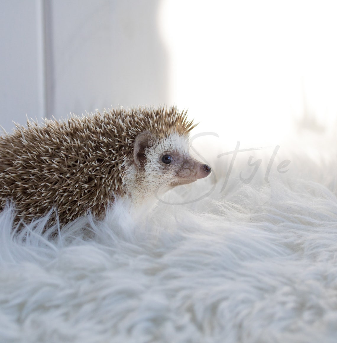Cute Pet Stock Image Hedgehog on White Shag Rug - Etsy