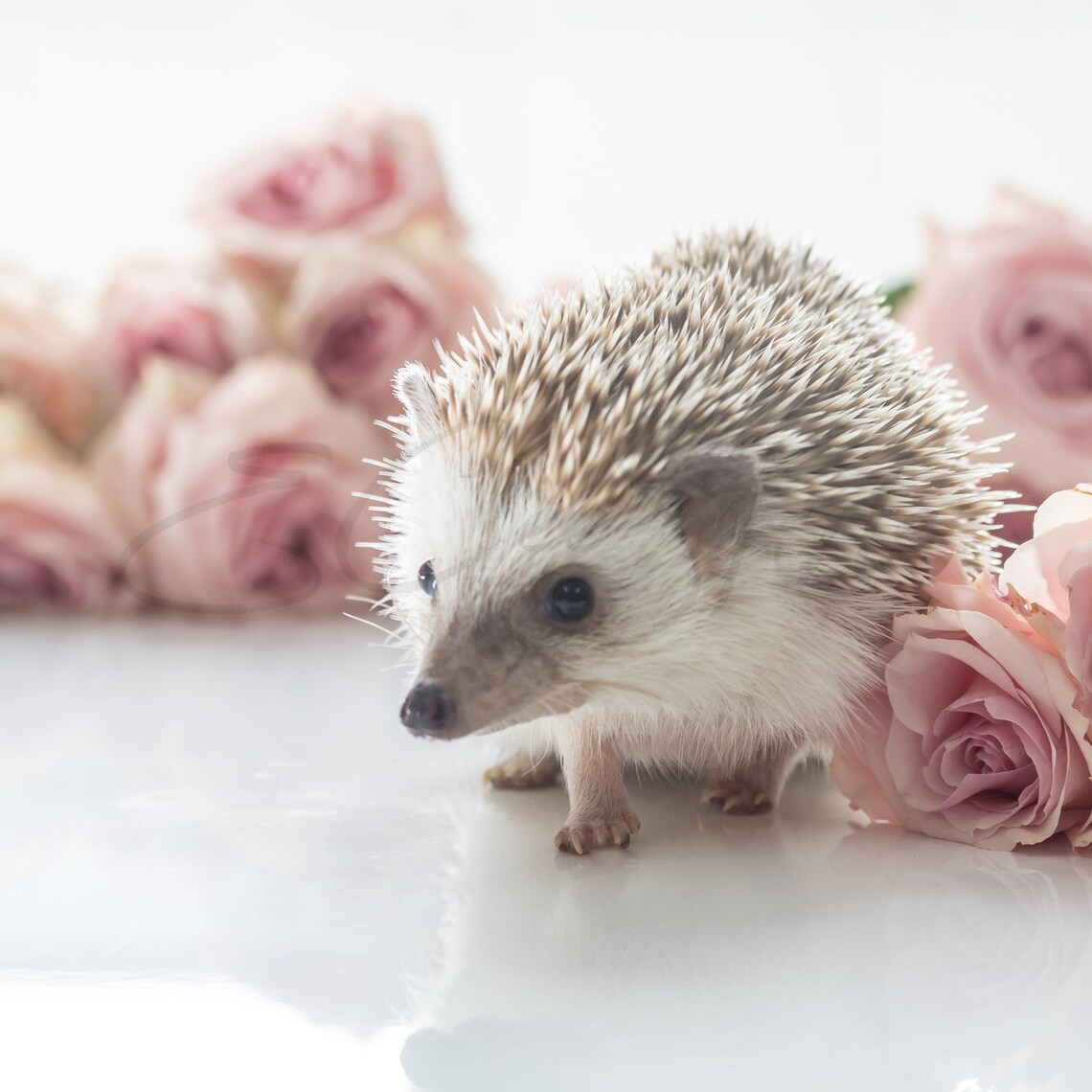 Hedgehog and Pink Roses Stock Image Square - Etsy