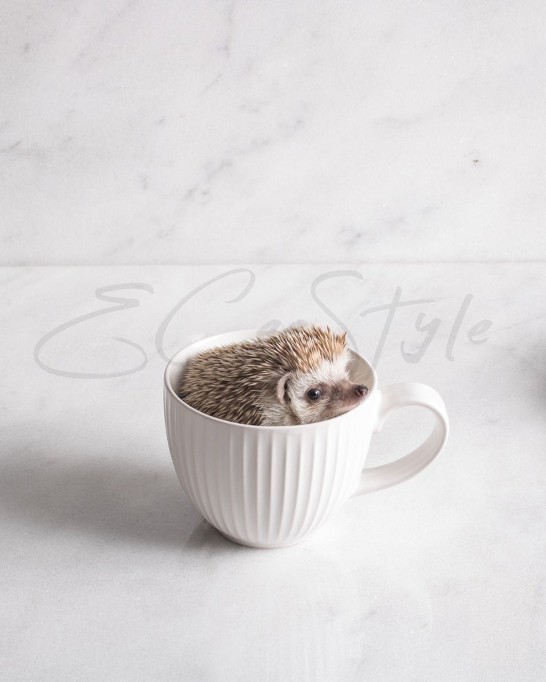 Cute Pet Stock Image Hedgehog in Tea Cup on Marble Background - Etsy