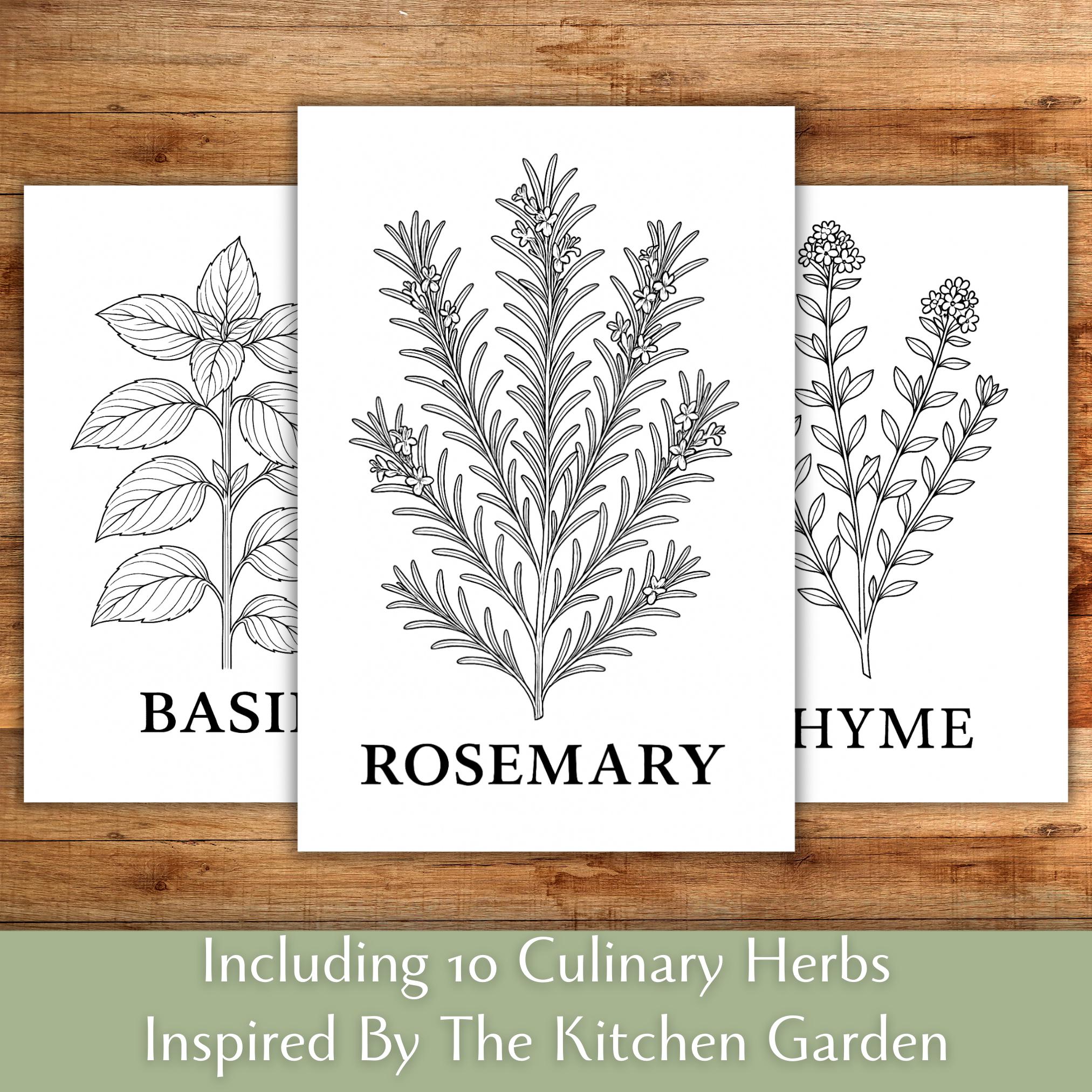Herb Coloring Pages – Nature Study, Homeschool Printable, Forest School ...