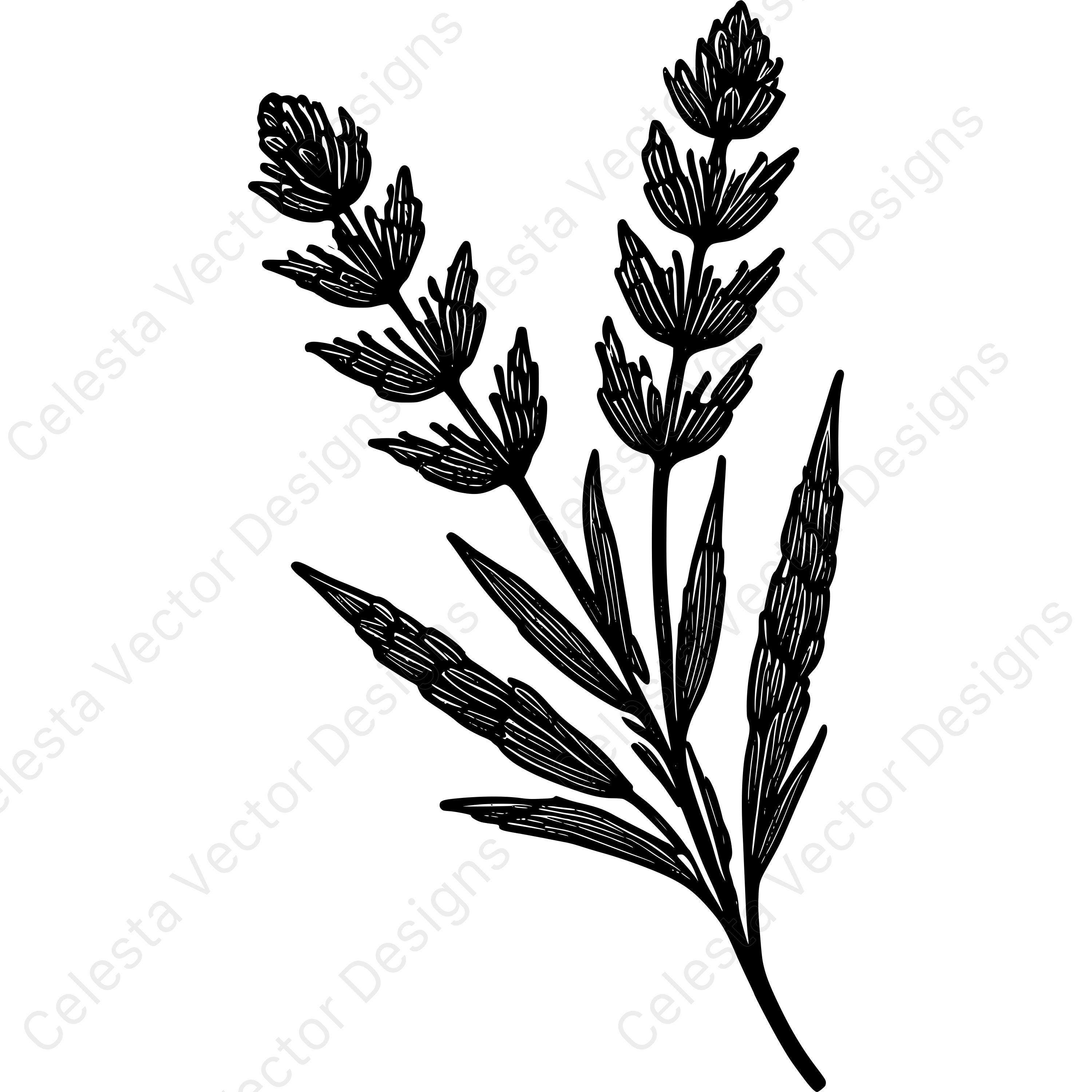 Lavender Sprig Clipart Set - 4 Vector Images for Digital Download - Svg ...