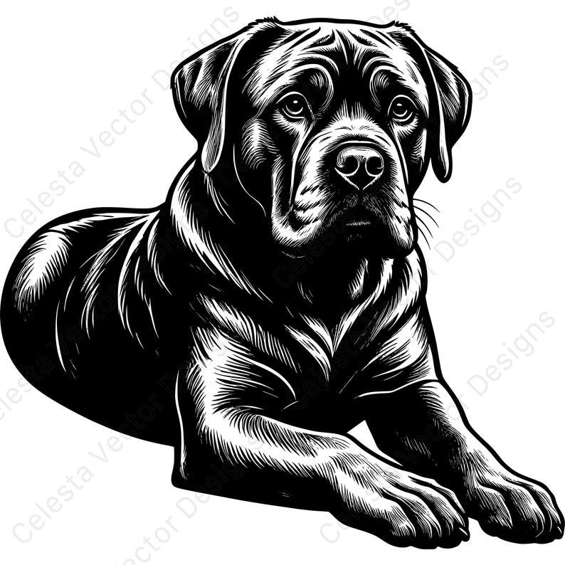 Cane Corso Dog Resting Vector Clipart - 4 Images Digital Download Svg ...