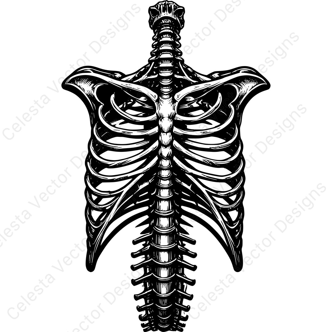 Rib Cage Vector Clipart Set of 4 Images for Digital Download Svg Png ...