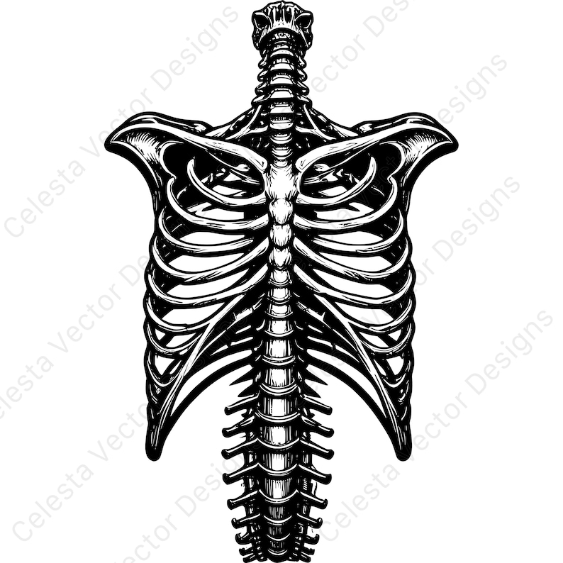 Rib Cage Vector Clipart Set of 4 Images for Digital Download Svg Png ...