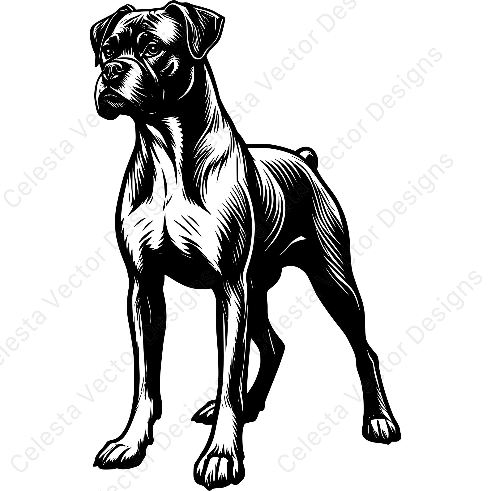 Boxer Portrait Clipart - 4 Vector Images for Digital Download Svg Png ...