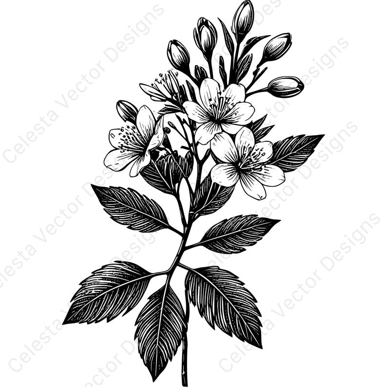 Serviceberry Bloom Vector Clipart - 4 Digital Download Images for ...
