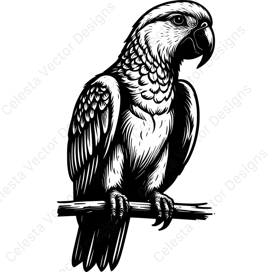 Parrot Portrait Clipart Set - 4 Images Digital Download Svg Vector for ...