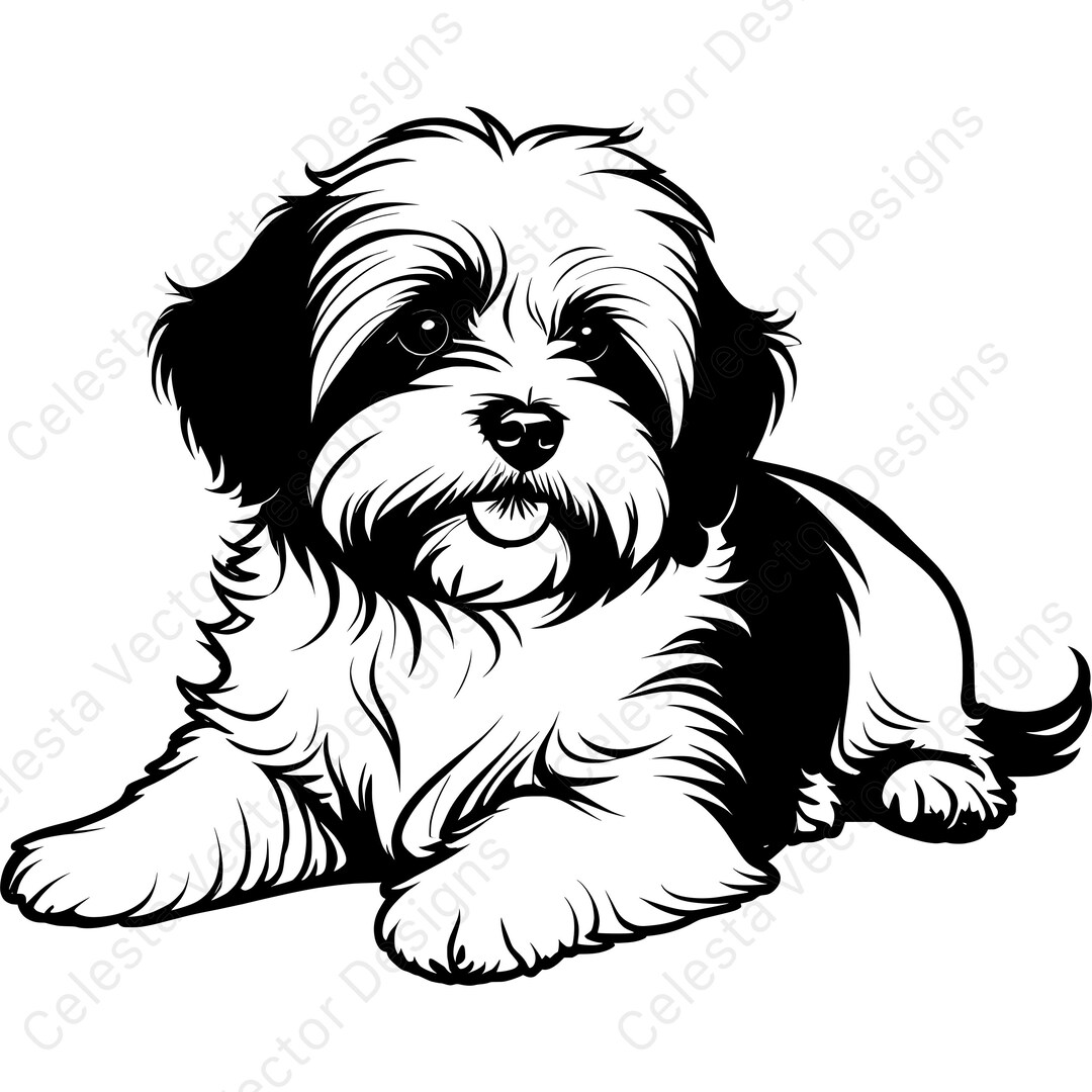 Resting Havanese Dog Vector Clipart (svg, Png, Jpg, Pdf, Eps) (digital ...