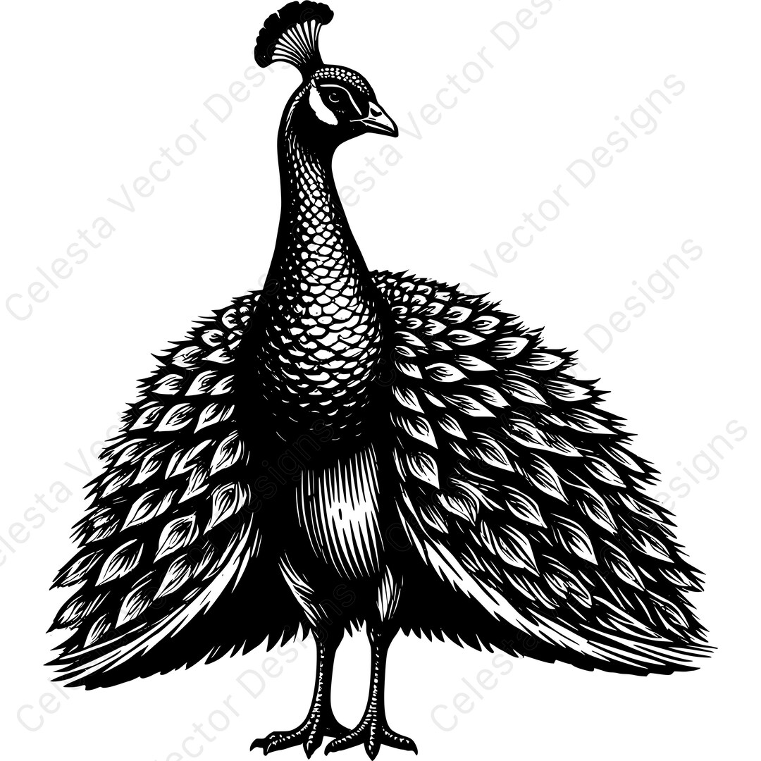 Peacock Portrait Vector Clipart Digital Download - 4 Images in Svg, Png ...