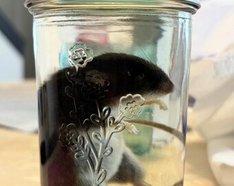 Taxidermy Mouse Pope Francis - Etsy