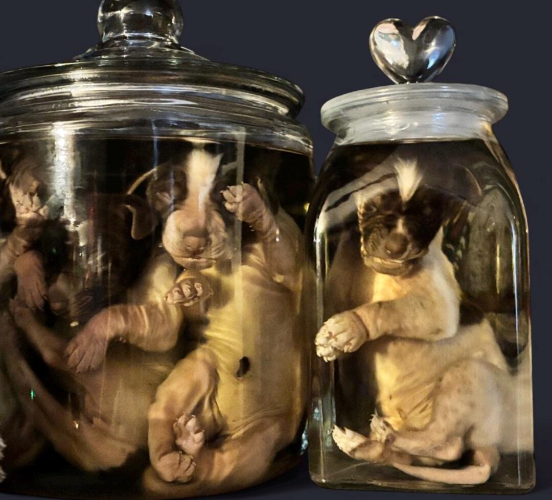 Preserved German Shorthaired Pointer Puppy(stillborn) – Wet Specimen - Etsy