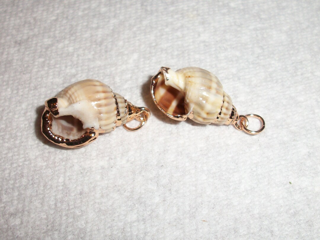 17mm X 25mm Nassa Shell natural and Gold-finished Steel - Etsy