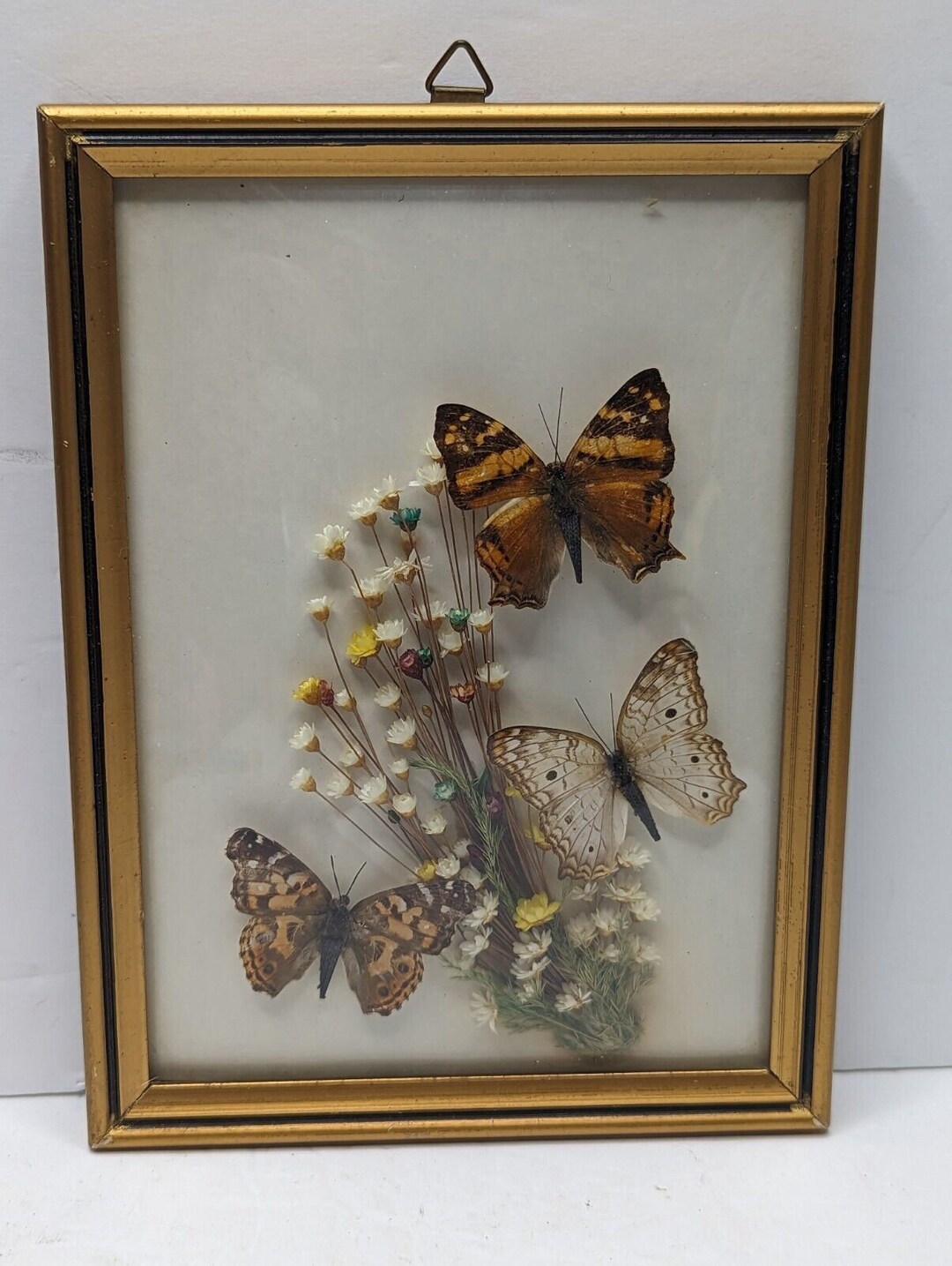 Vintage Taxidermy Buttefly Concave Photo Frame Dried Flowers 5x7 ...