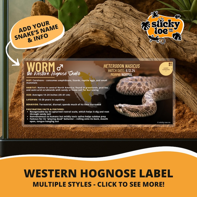 Hognose Snake Label - Etsy