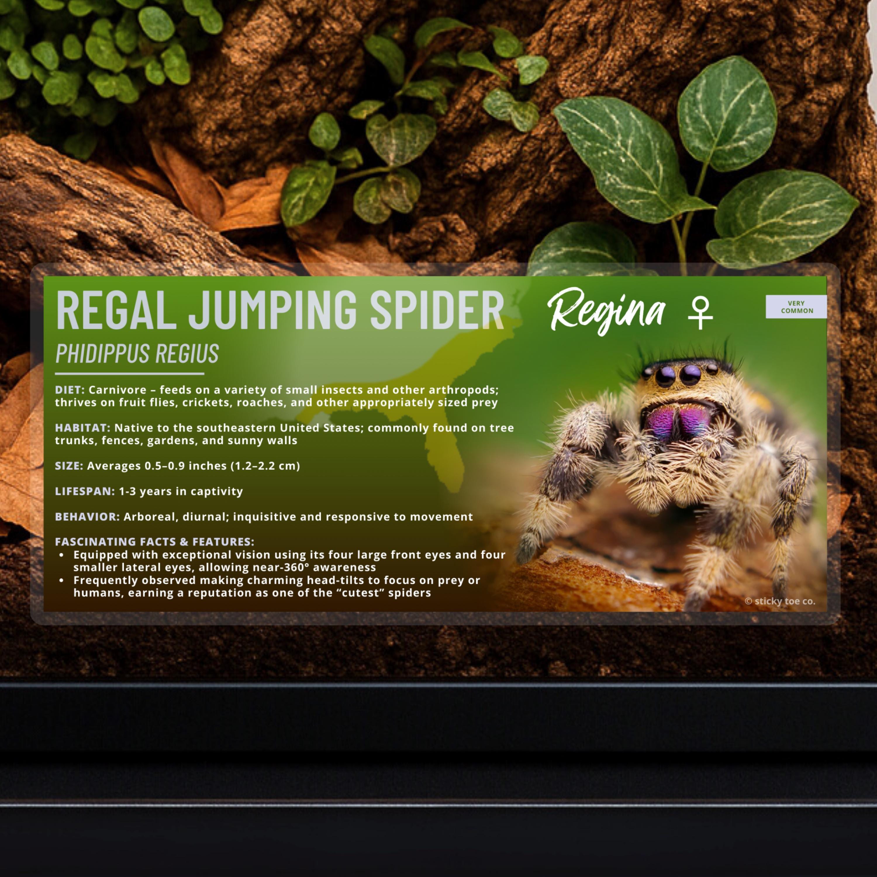 Custom Regal Jumping Spider Label – Laminated Enclosure Tag for ...
