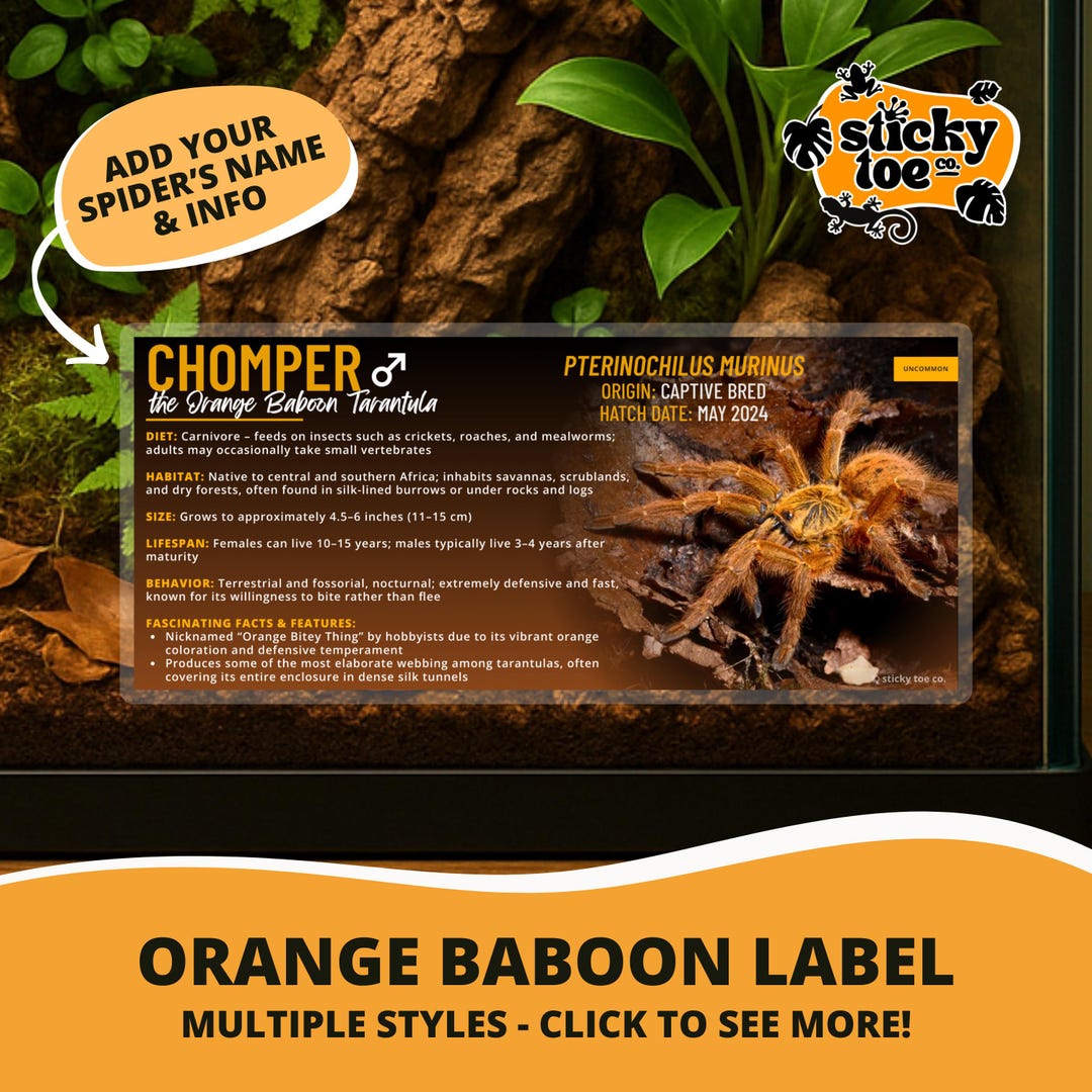 Custom Orange Baboon Tarantula Label – Laminated Enclosure Tag for ...