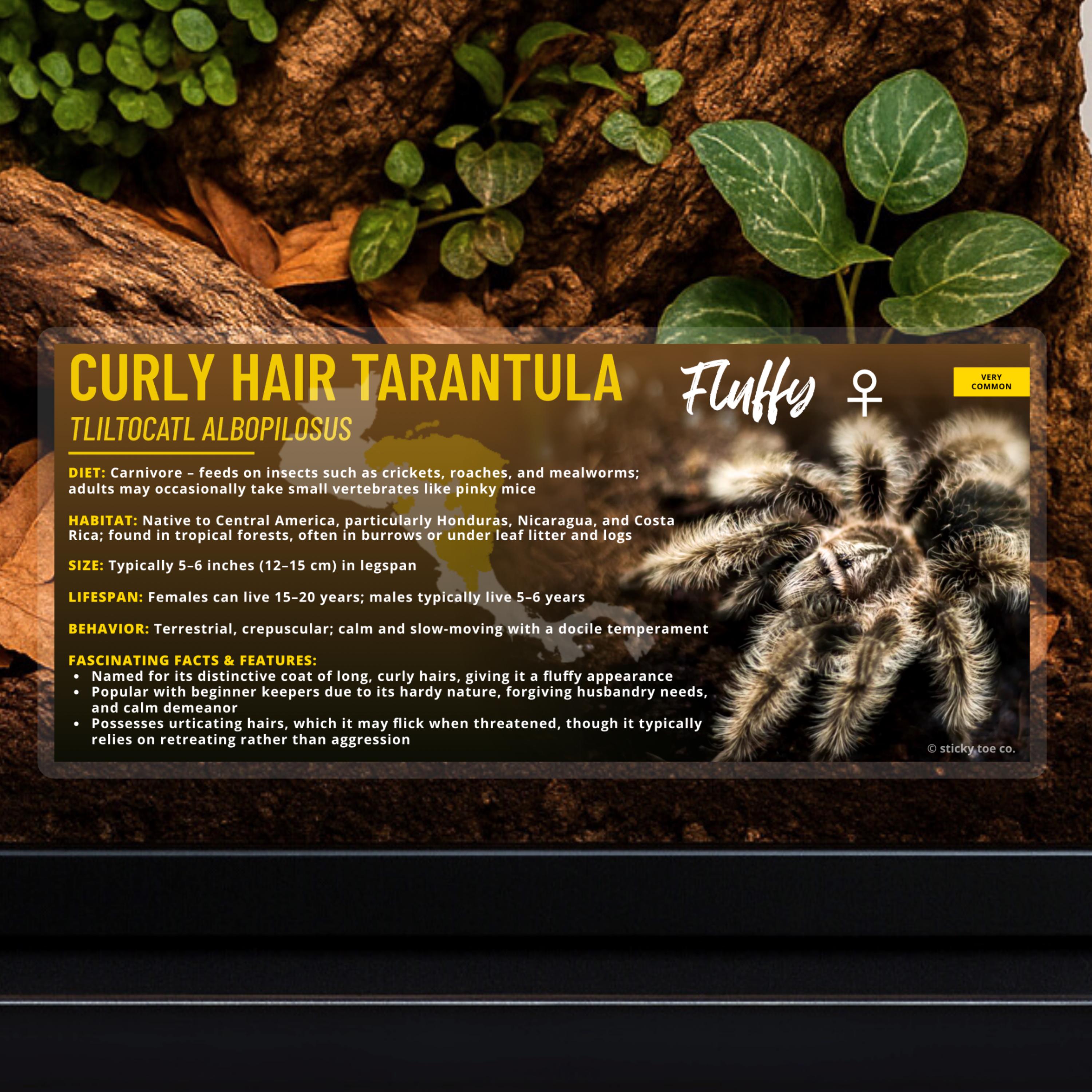 Custom Curly Hair Tarantula Label – Laminated Enclosure Tag for ...