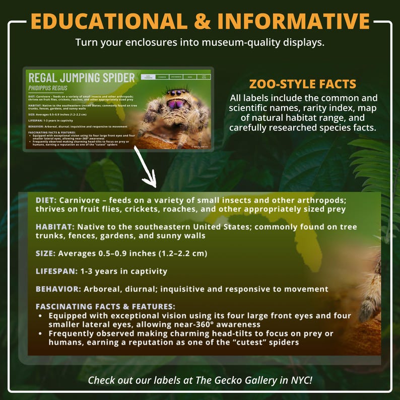 Custom Regal Jumping Spider Label – Laminated Enclosure Tag for ...