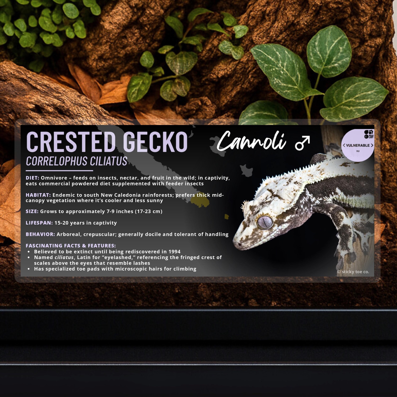 Custom Crested Gecko Label – Laminated Enclosure Tag for Correlophus ...