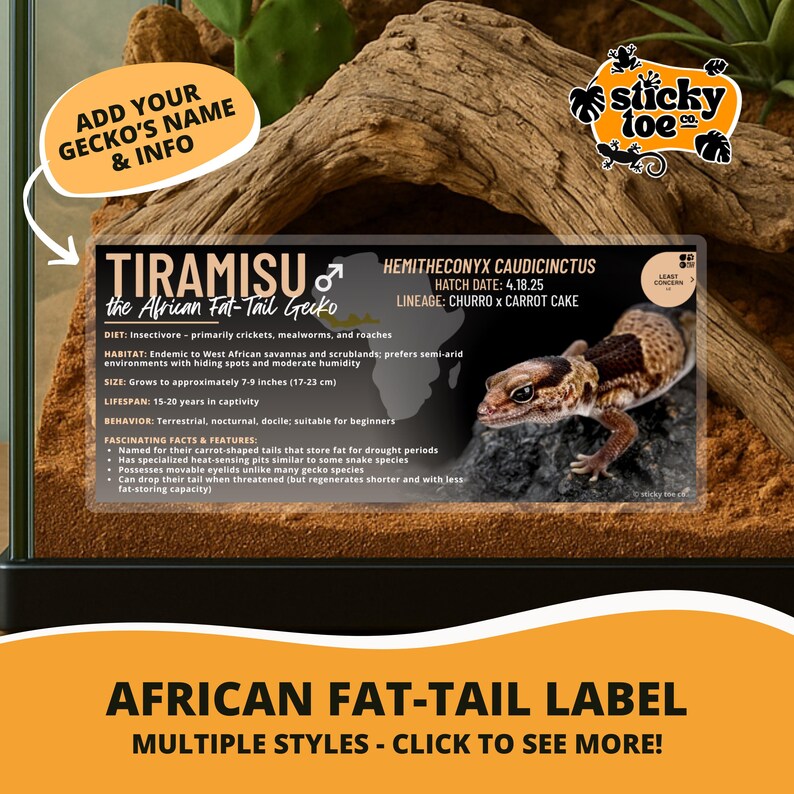 Custom African Fat-tail Gecko Label – Laminated Enclosure Tag for ...