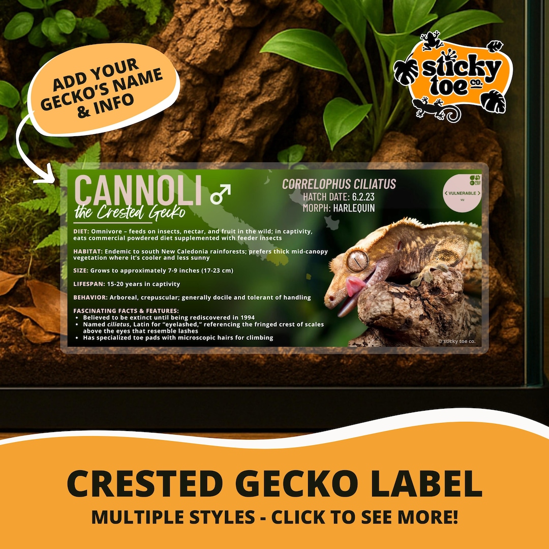Custom Crested Gecko Label – Laminated Enclosure Tag for Correlophus ...