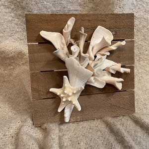 Beautiful Shell Collage - Etsy