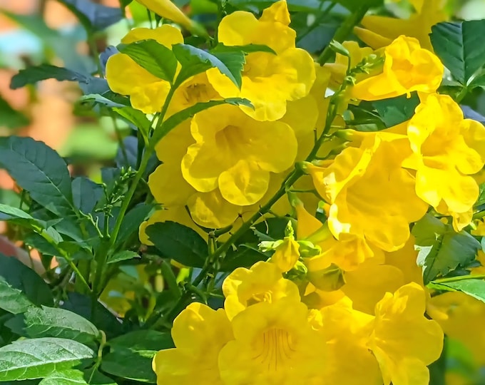 Tacoma Stans - Yellow Bell Plant - 5 Inches Tall - Etsy