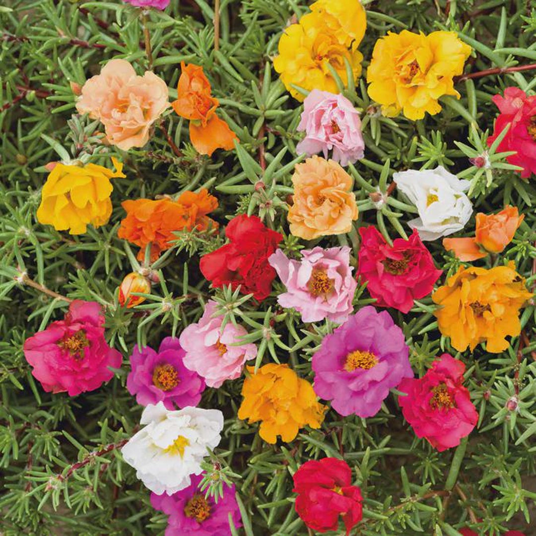 Moss Rose, Portulaca Double Mix, 500 Seeds Free Shipping - Etsy