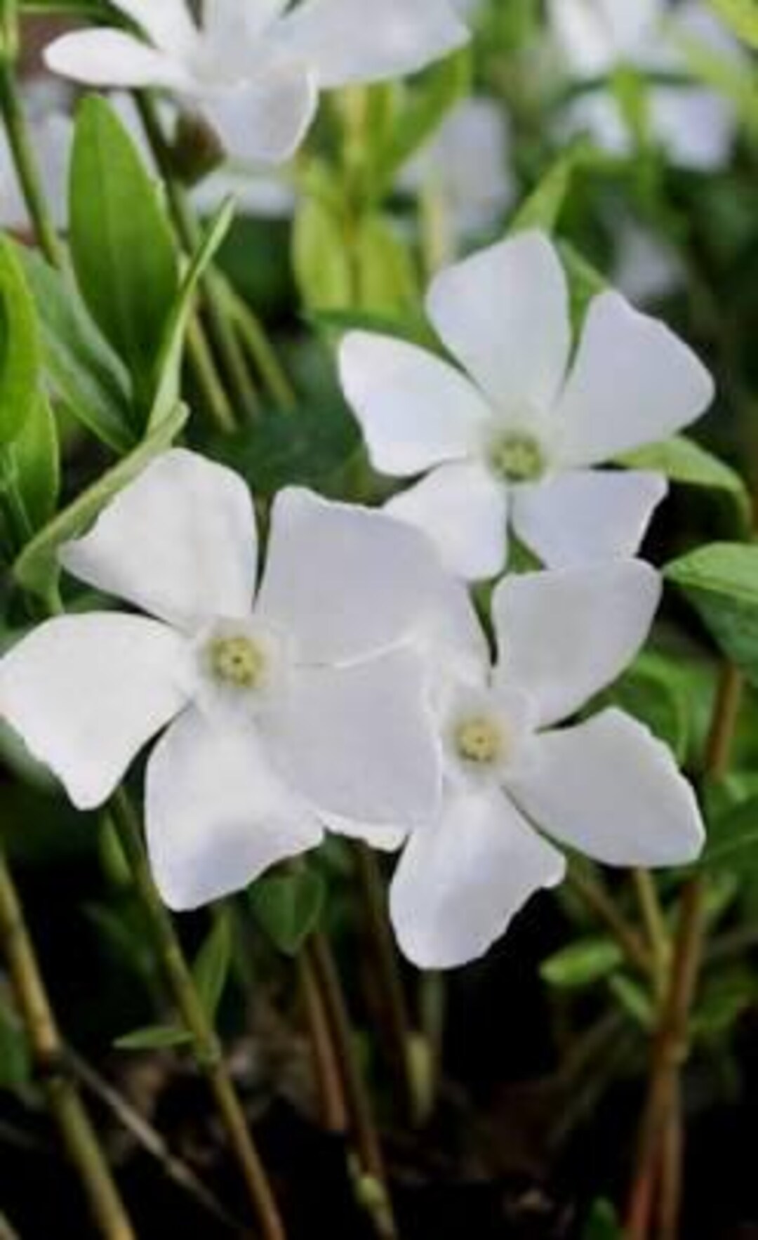 Periwinkle White Flower 100 Seeds Free Shipping - Etsy