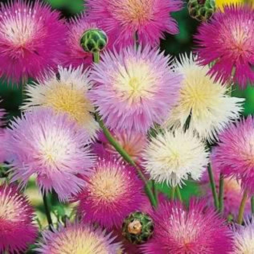 Sweet Sultan 200 Seeds Free Shipping - Etsy