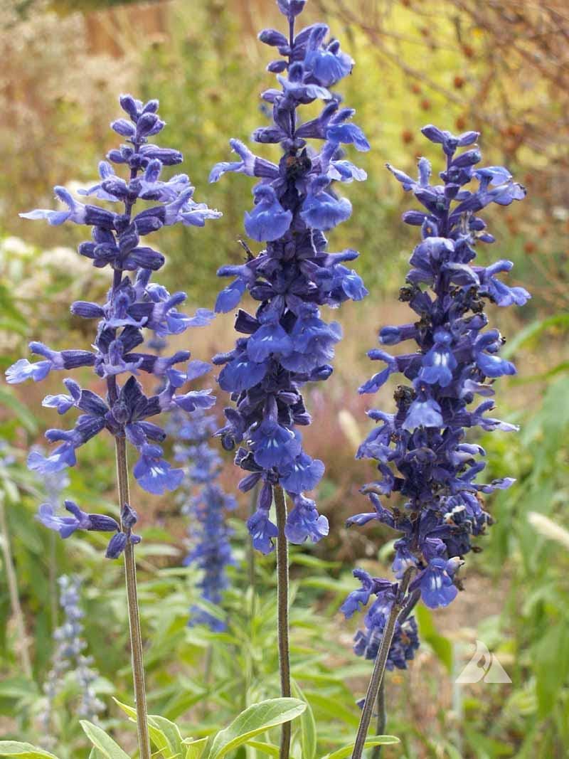Blue Sage 100 Seeds Free Shipping - Etsy