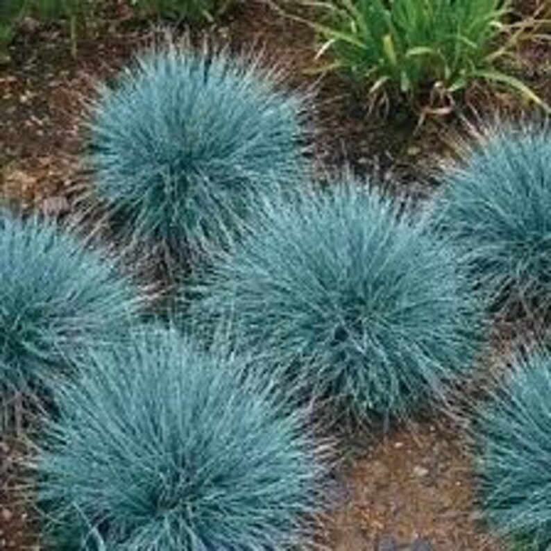 Blue Fescue Ornamental Grass 100 Seeds - Free Shipping - Etsy
