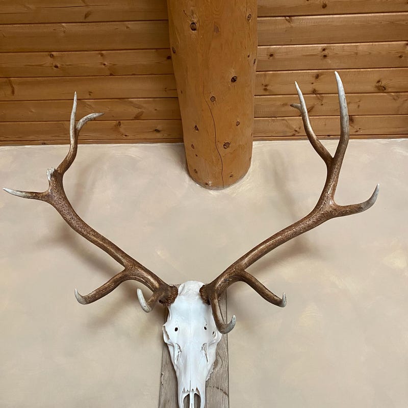 Elk Skull - Etsy