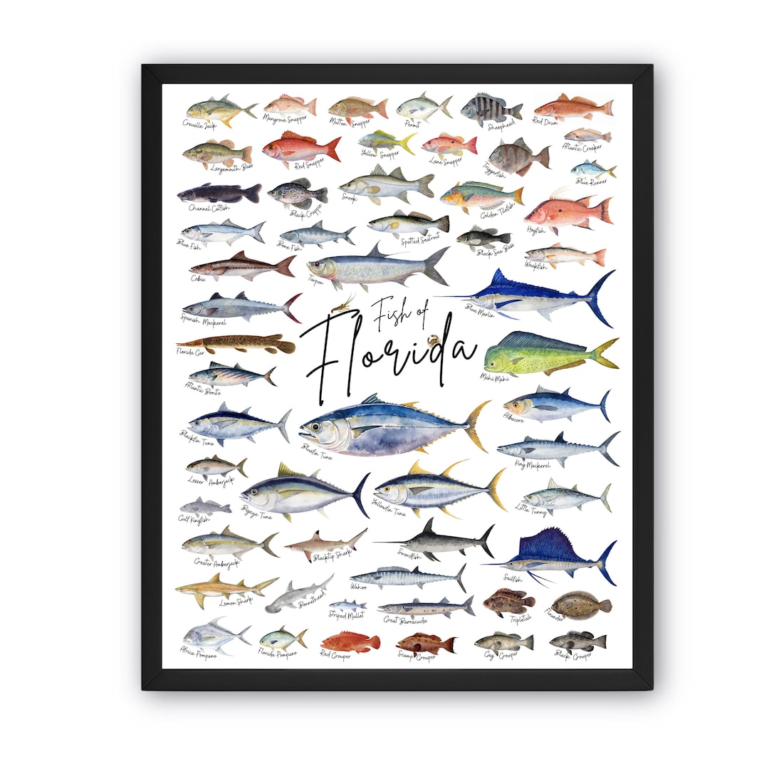 Florida Fish Identification Poster, Coastal Cottage Wall Art, Fishing ...