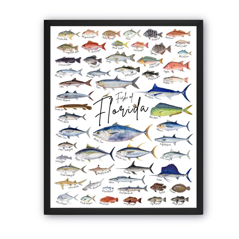Florida Fish Identification Poster, Coastal Cottage Wall Art, Fishing ...