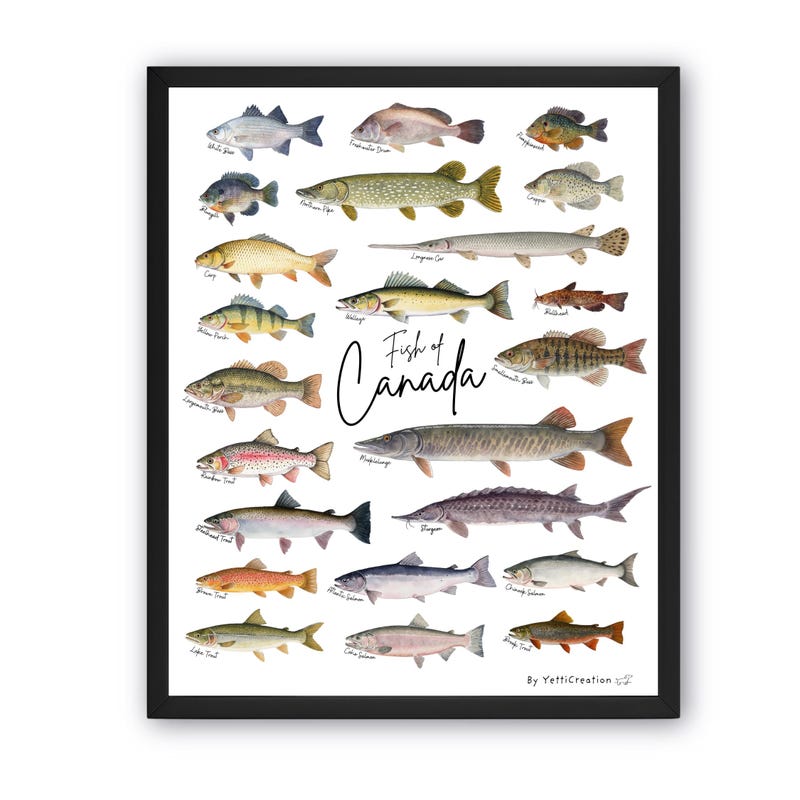 Country Shaped Like a Fish - Etsy Canada