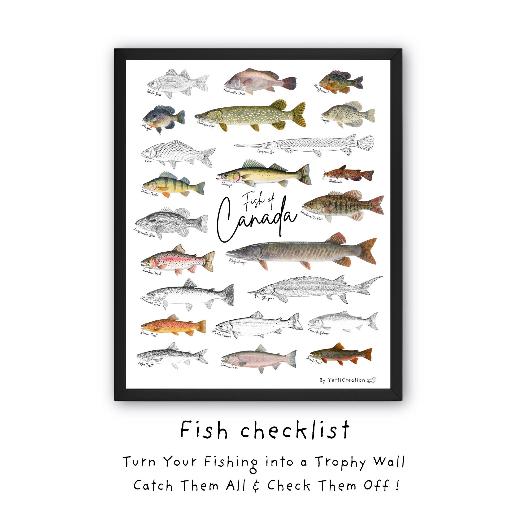 Fishing Sticker Checklist, Fish Sticker, Fish Home Art, Canadian Fish ...