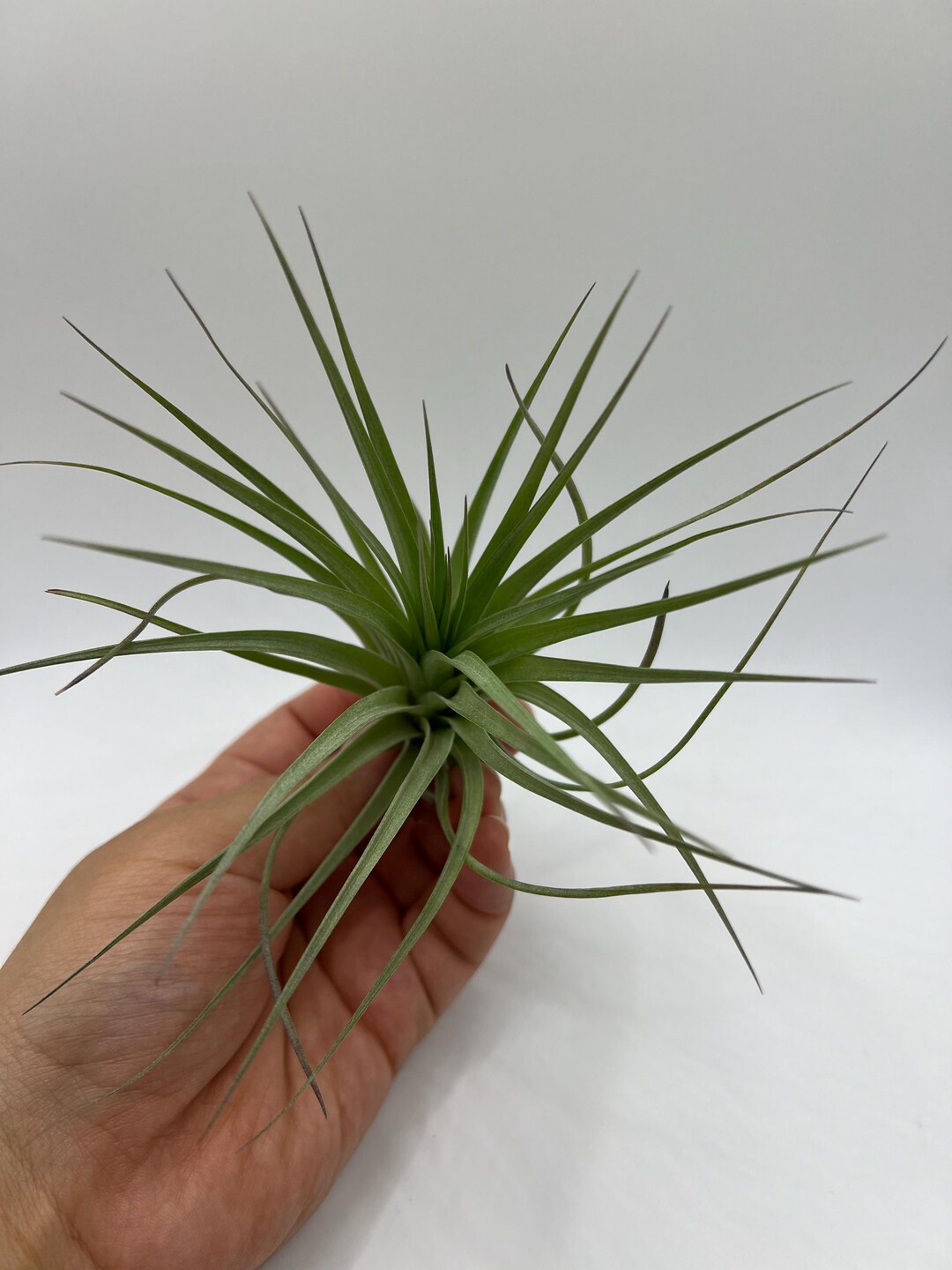 Stricta Hardleaf — Sturdy Rosette Form | Live Air Plant | Luz & Leaves ...