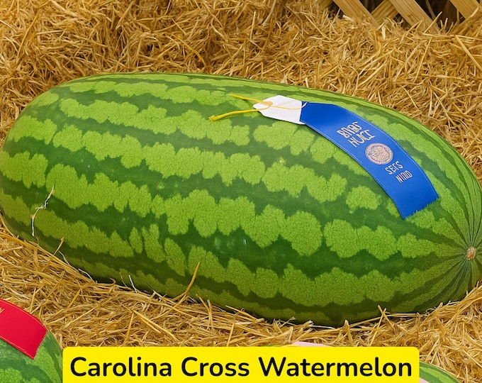 75 Pound Carolina Cross Watermelon Seeds! Massive Prize Winning Melons ...