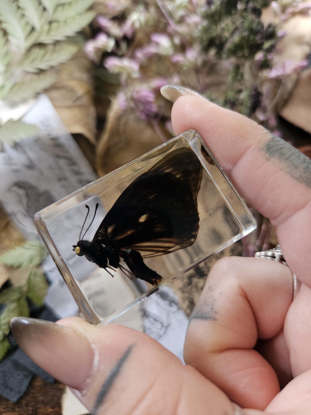 Glasswing Butterfly Specimen, Preserved in Resin - Etsy