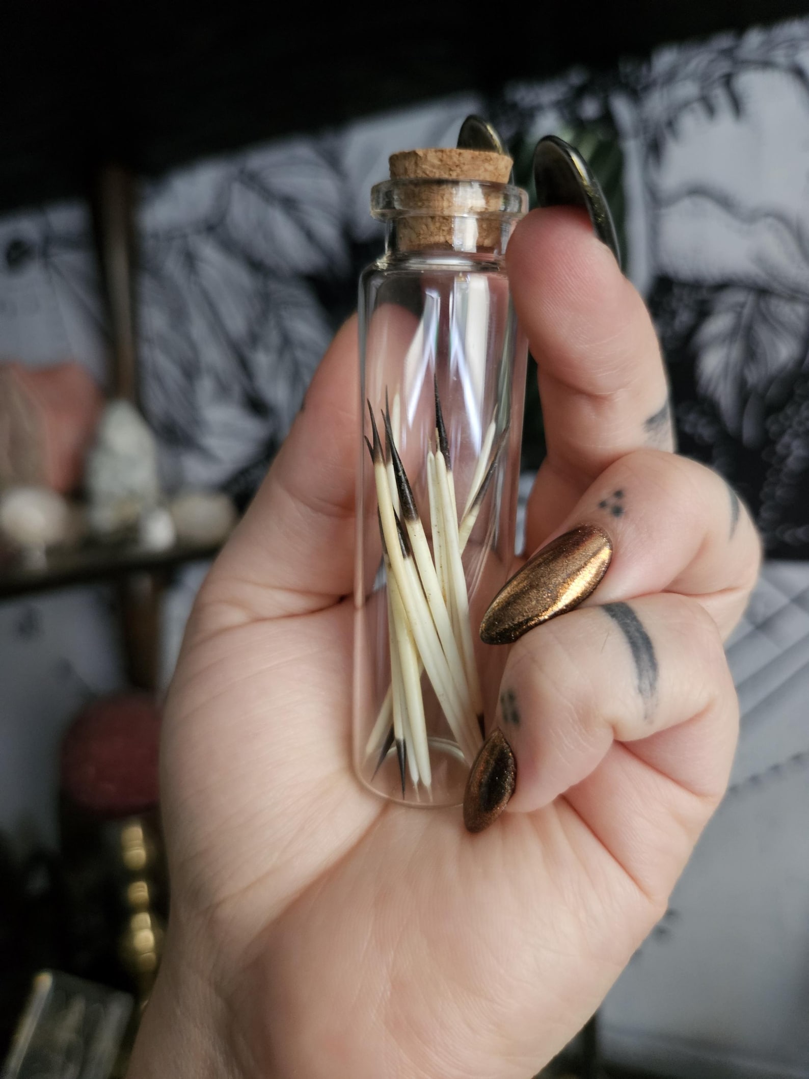 Oddities Large American Porcupine Quill Mini Vile– Preserved Specimen ...