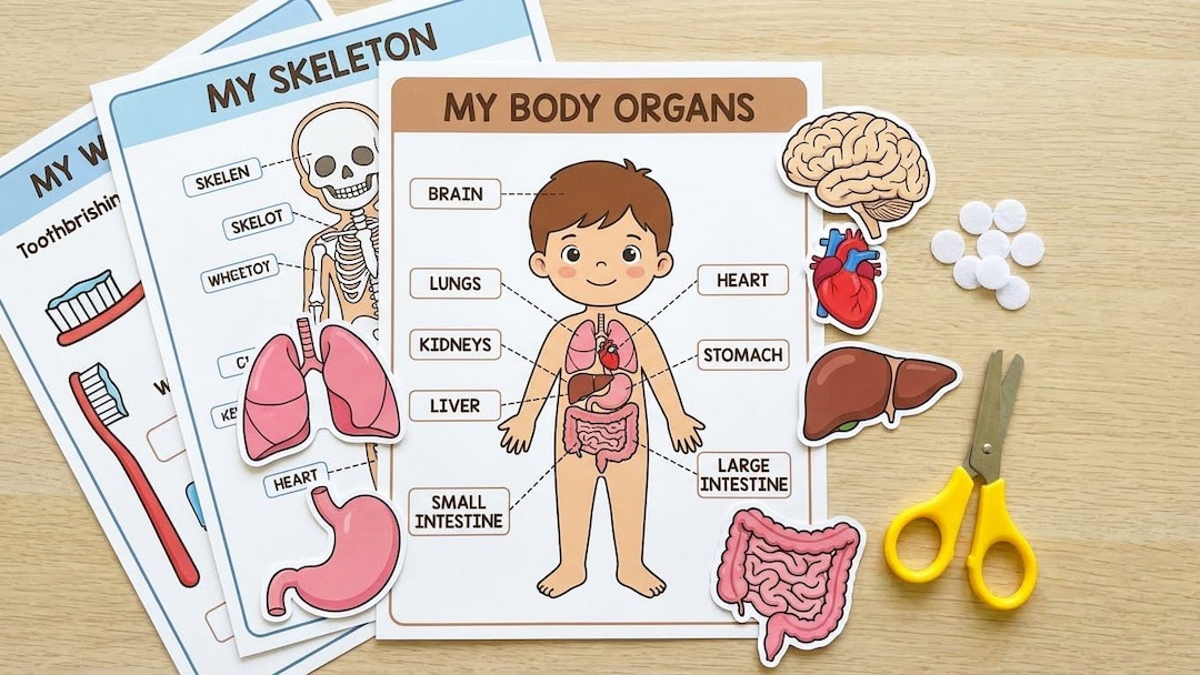 Human Body Anatomy Learning Binder Worksheets, Skeleton Puzzle & Organs ...