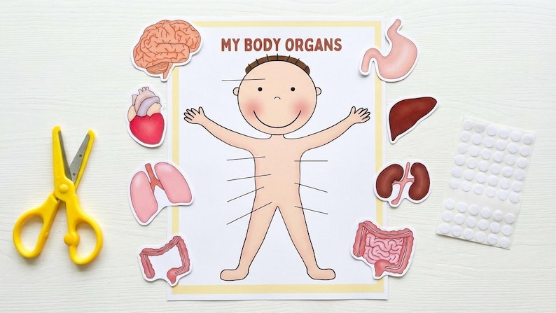 Human Body Anatomy Learning Binder Worksheets, Skeleton Puzzle & Organs ...