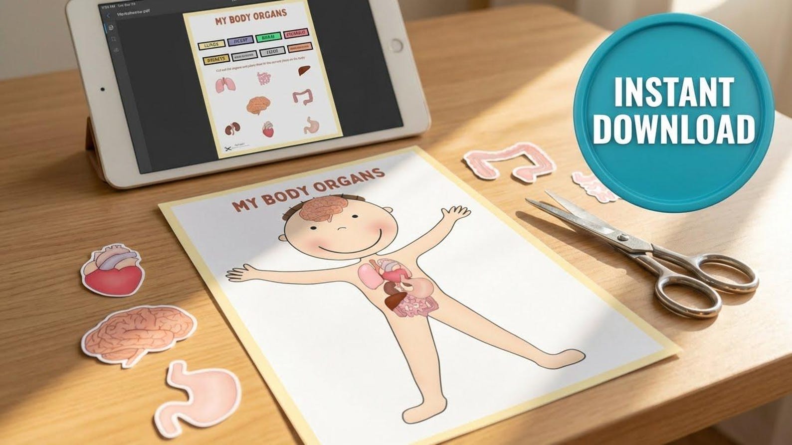Human Body Anatomy Learning Binder Worksheets, Skeleton Puzzle & Organs ...