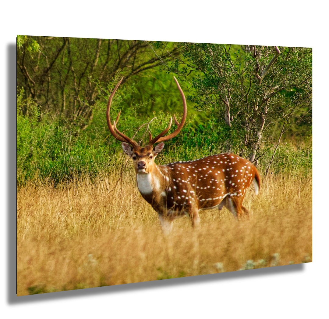 Big Axis Buck, South Texas Ranch, Axis Buck Wall Art, Wildlife Print ...